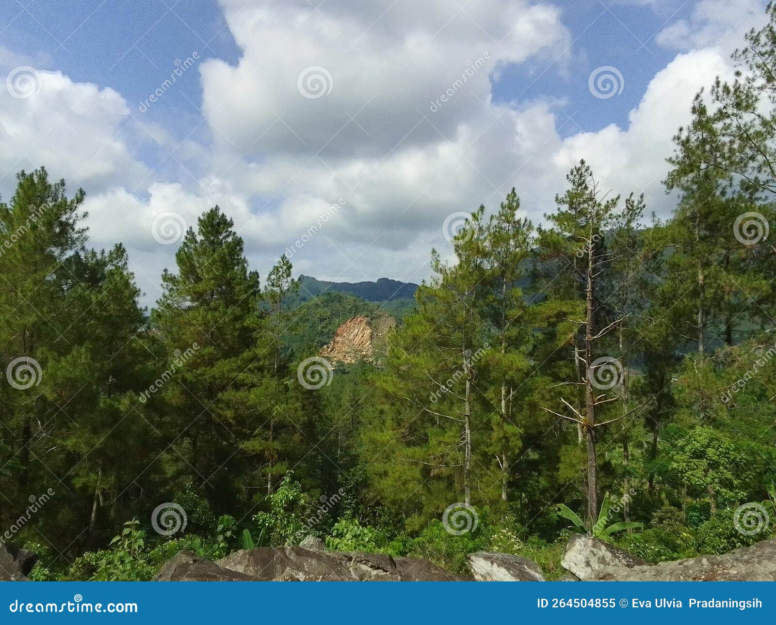 Tropical Pine forest stock image. Image of protect, bright - 264504855