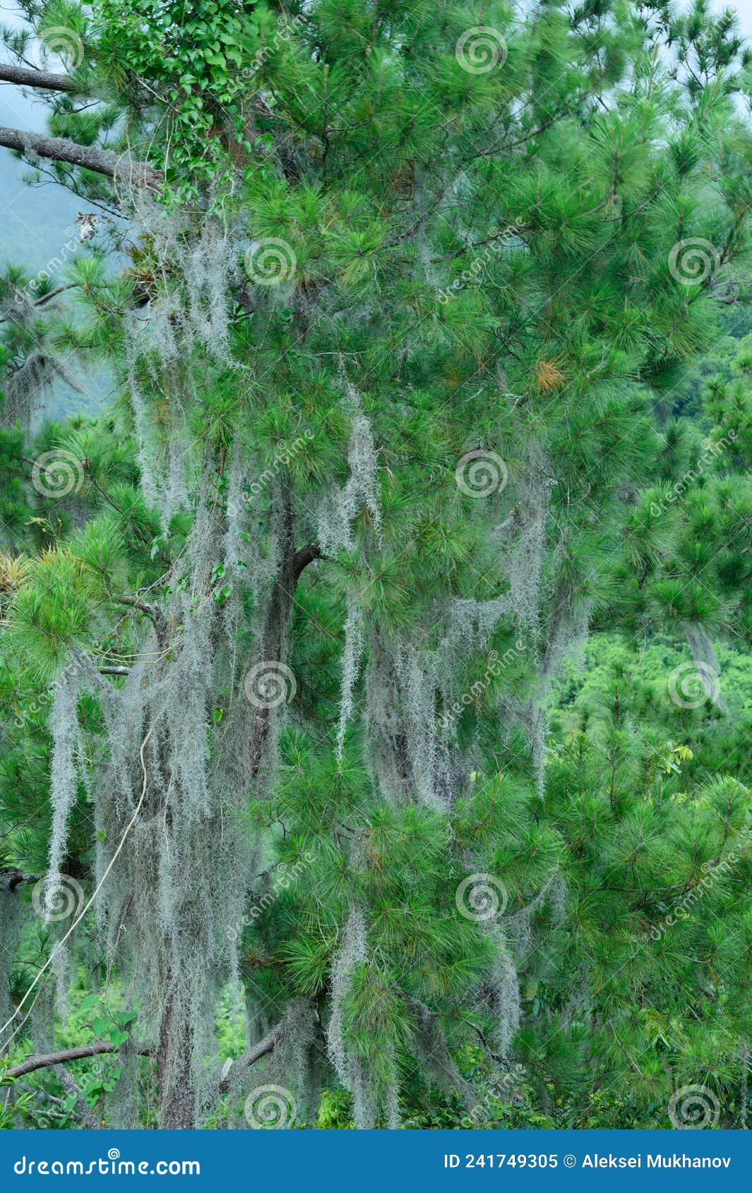 Tropical Pine Tree with Moss on Branches Stock Image - Image of herbs ...