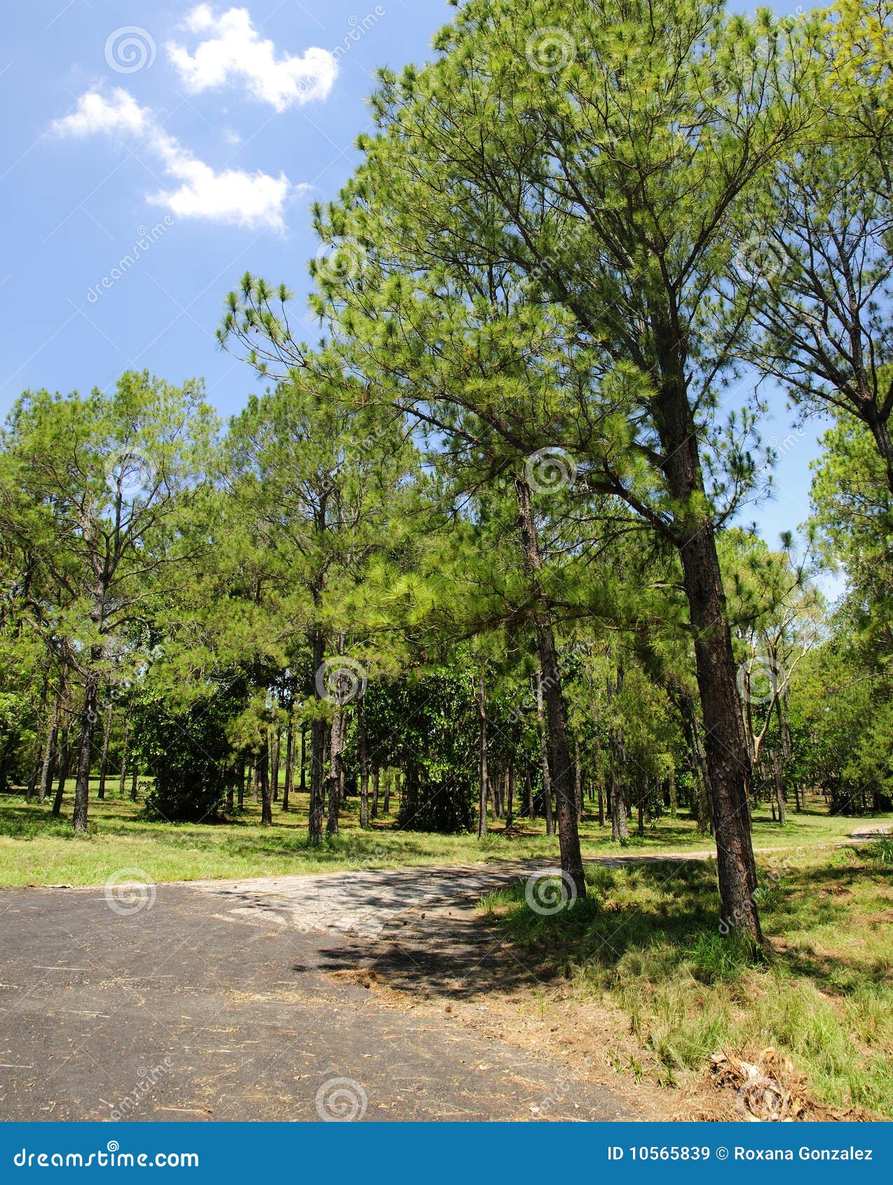 Tropical Pine Trees Forrest Stock Image - Image of natural, spring ...