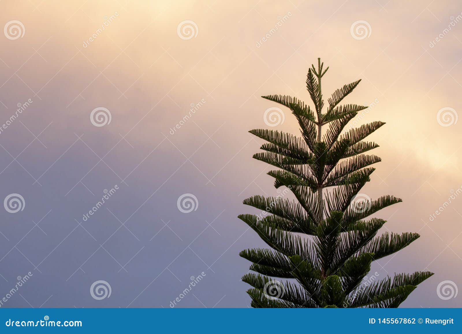 Tropical Pine Trees at Sunset Silhouettes Background Stock Photo ...