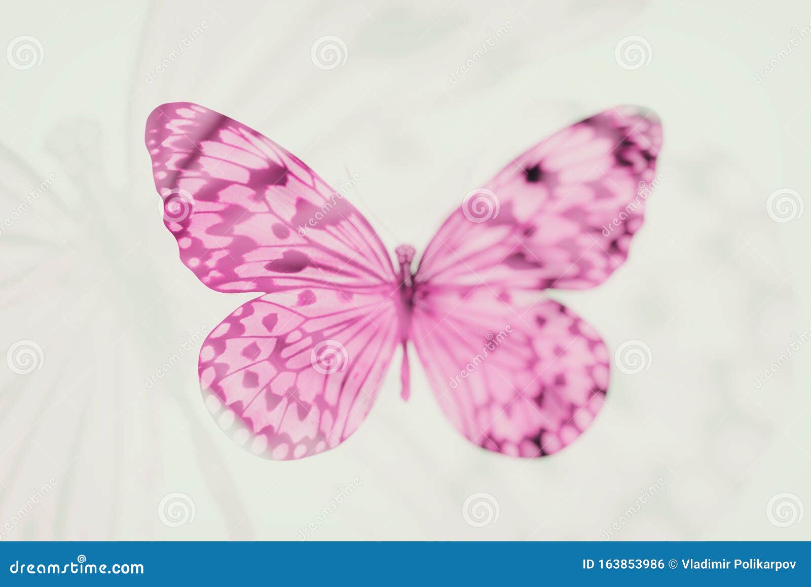 Tropical Pink Butterfly. Isolated on White Stock Photo - Image of ...