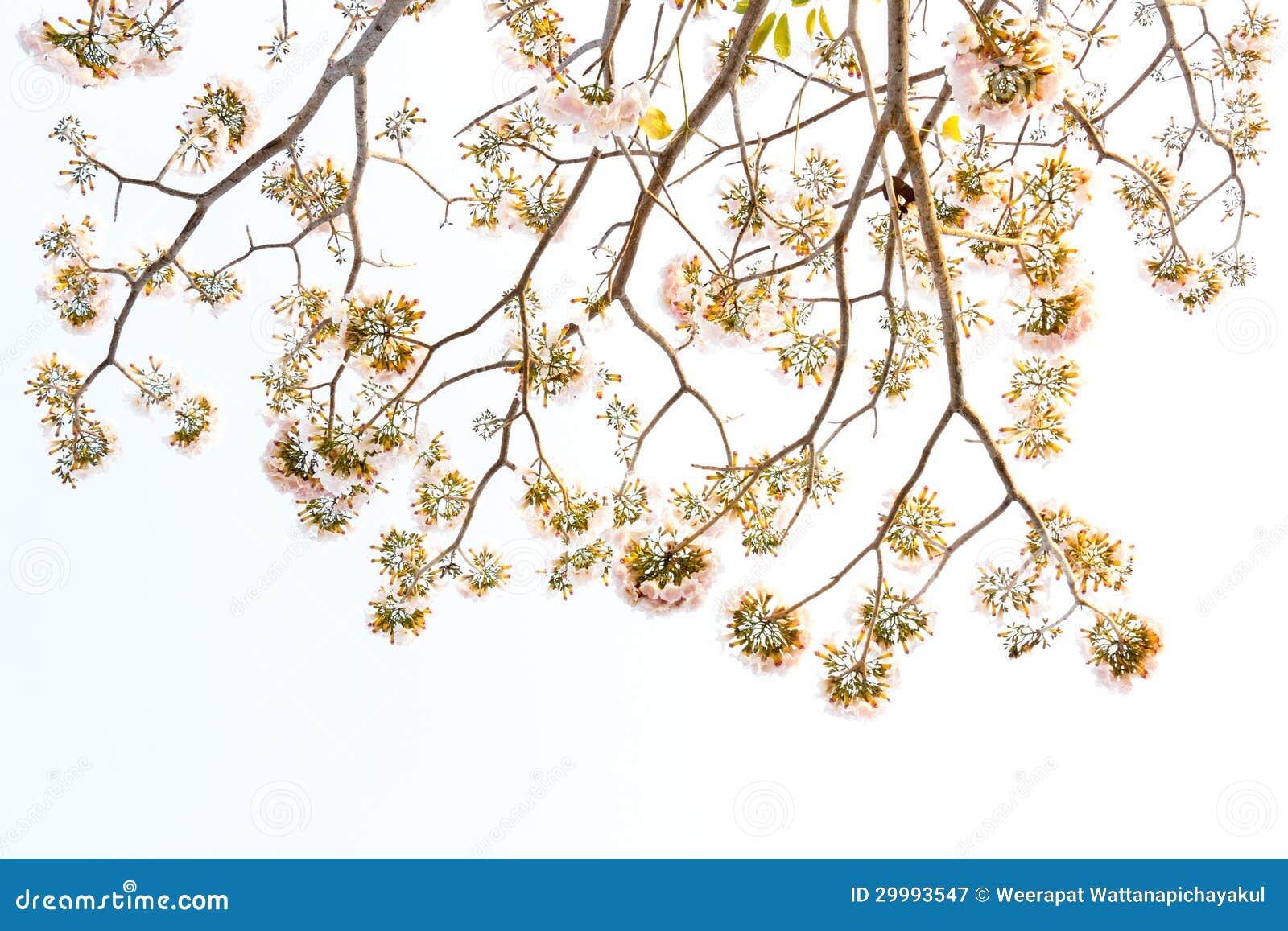 Tropical treetop stock image. Image of flora, beautiful - 29993547