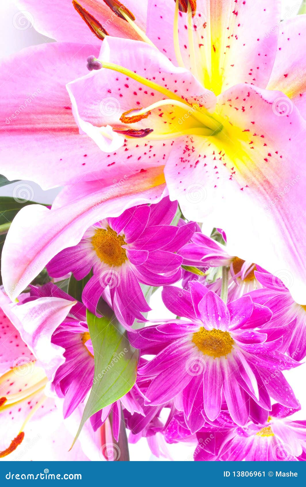 Tropical pink lily stock image. Image of purple, botanical - 13806961