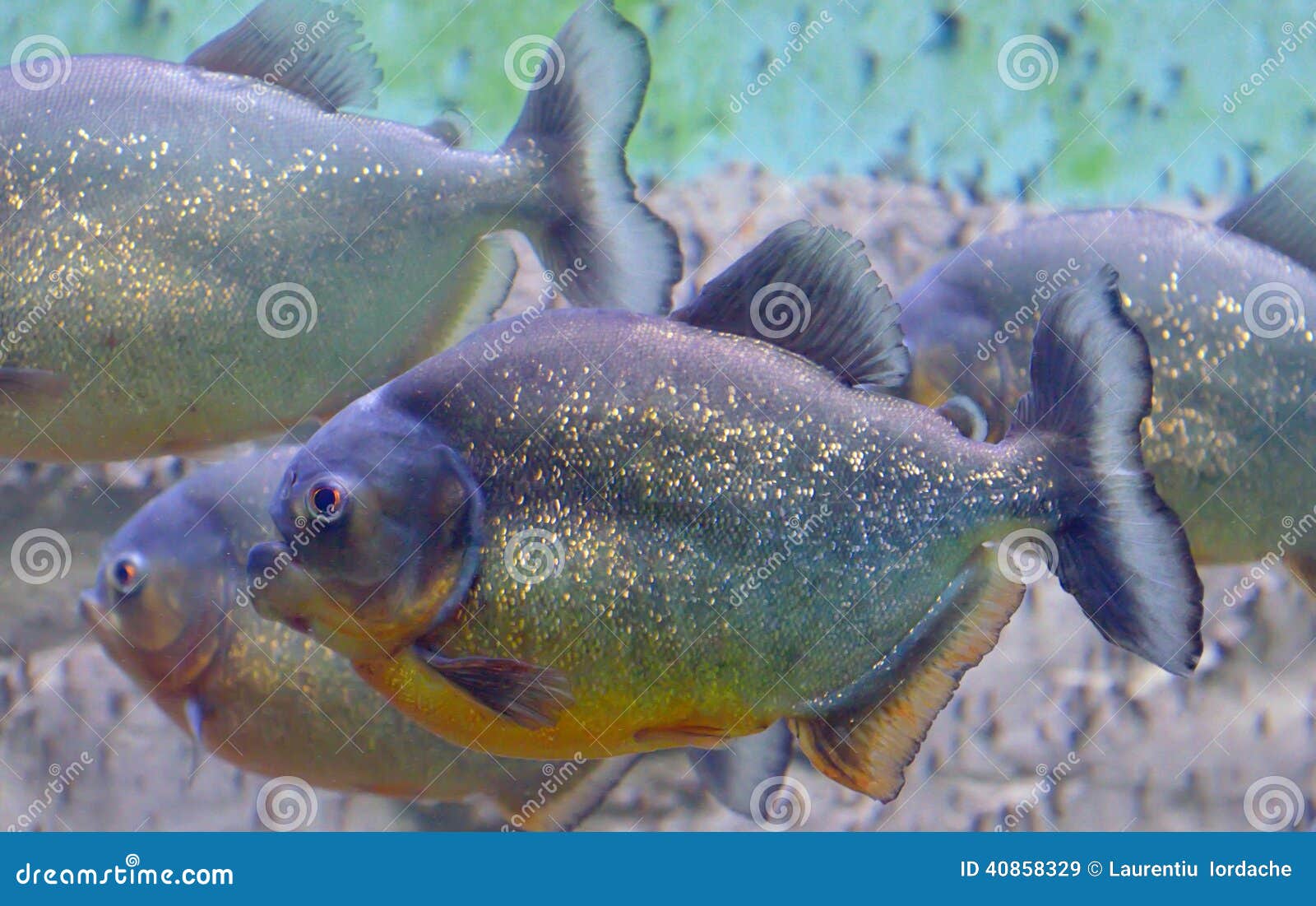 Tropical piranha fish stock image. Image of nasty, exotic - 40858329