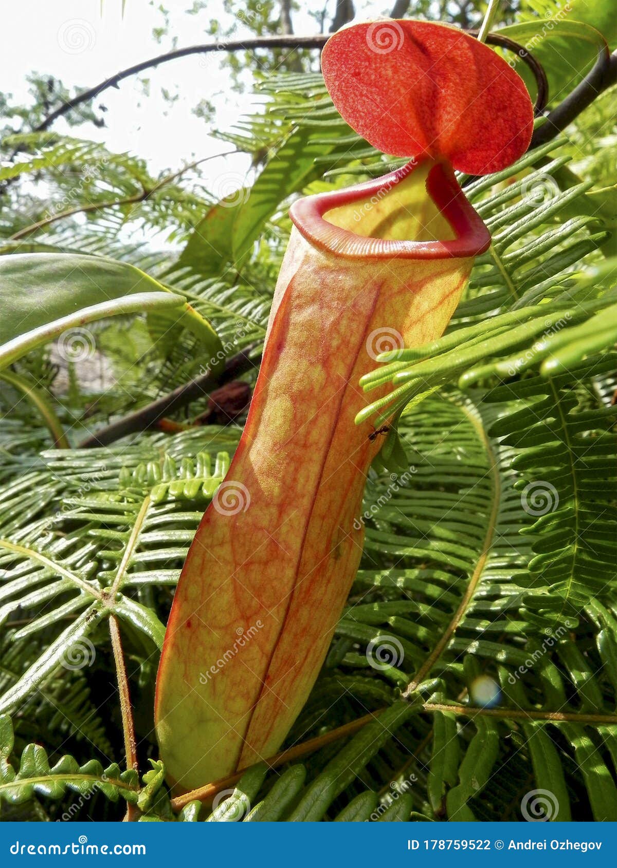 Tropical Pitcher, Nepentes, Placed on a Table Stock Photo - Image of ...