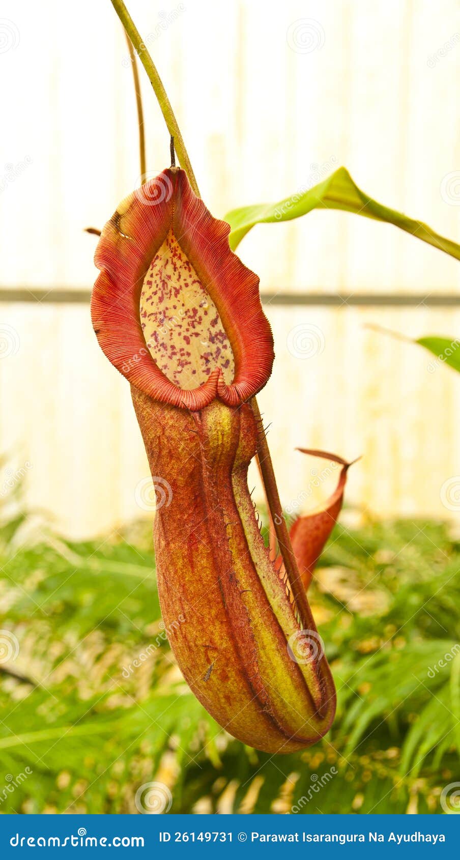 Tropical Pitcher plant. stock image. Image of nepenthaceae - 26149731