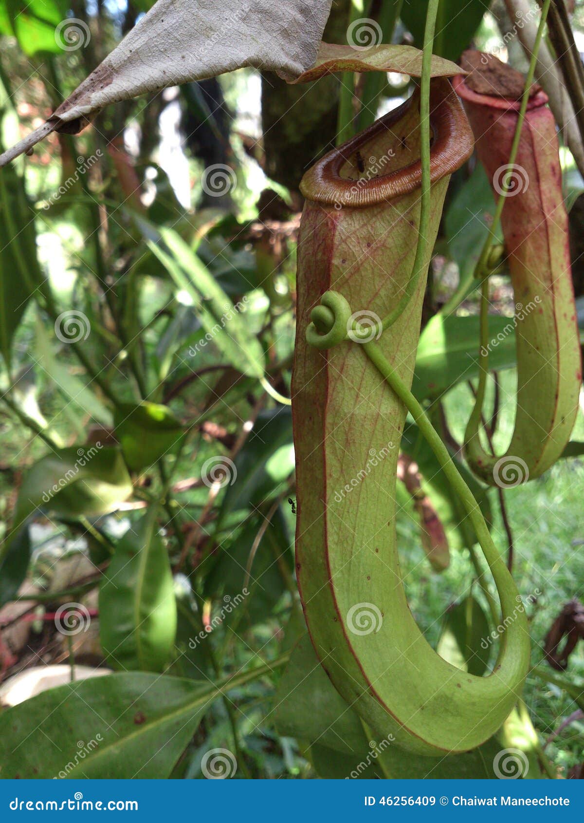 Tropical pitcher plant stock image. Image of nature, pitcher - 46256409
