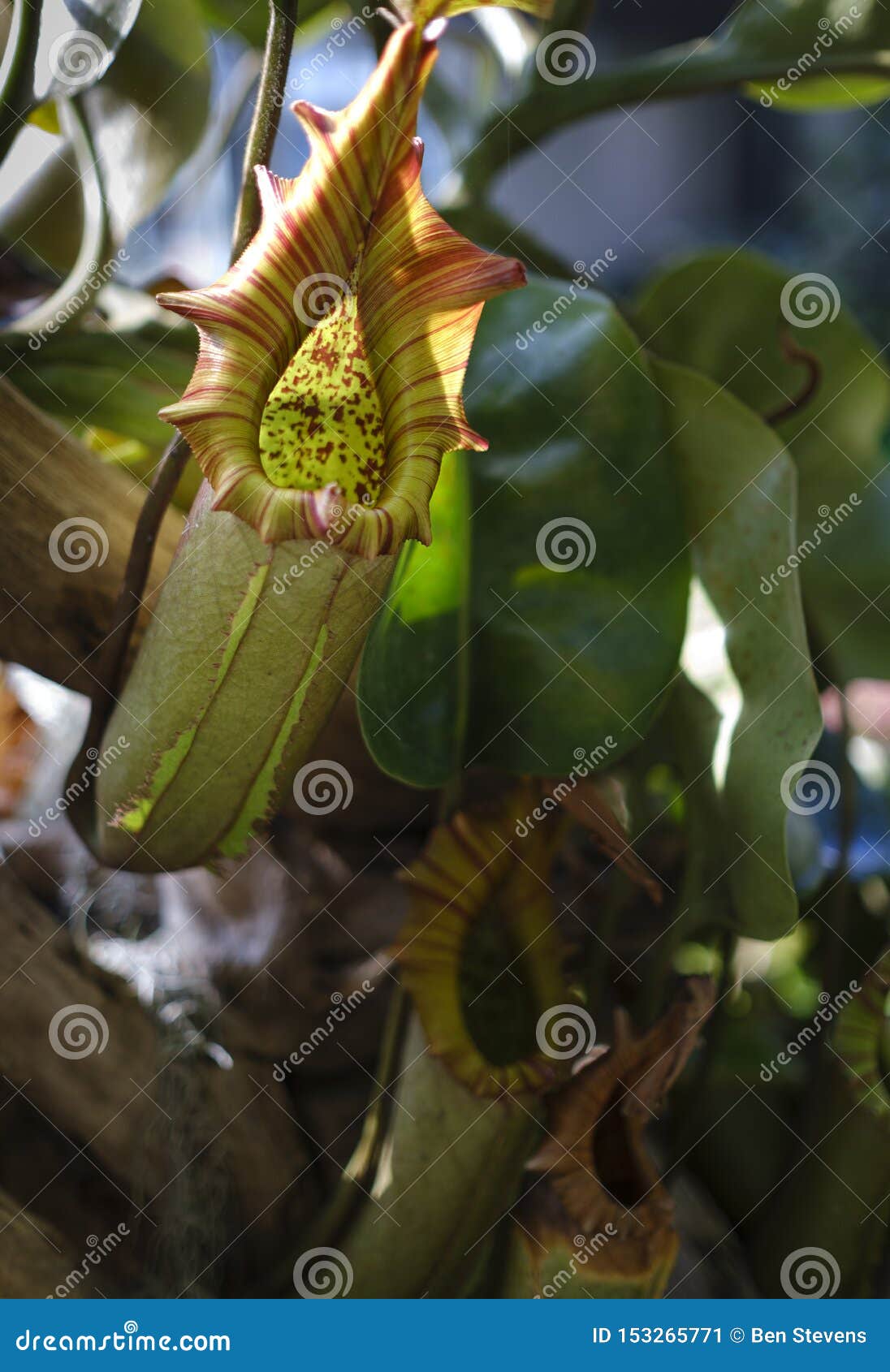 Tropical Pitcher Plant stock image. Image of nepenthaceae - 153265771