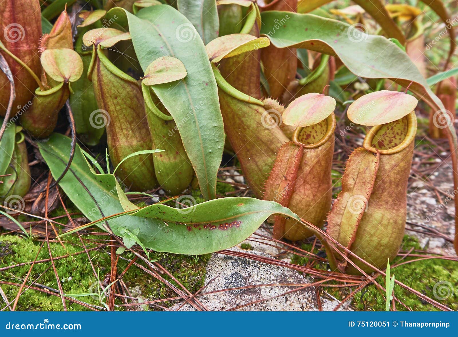 Tropical Pitcher Plant or Monkey Cup Stock Image - Image of grow ...