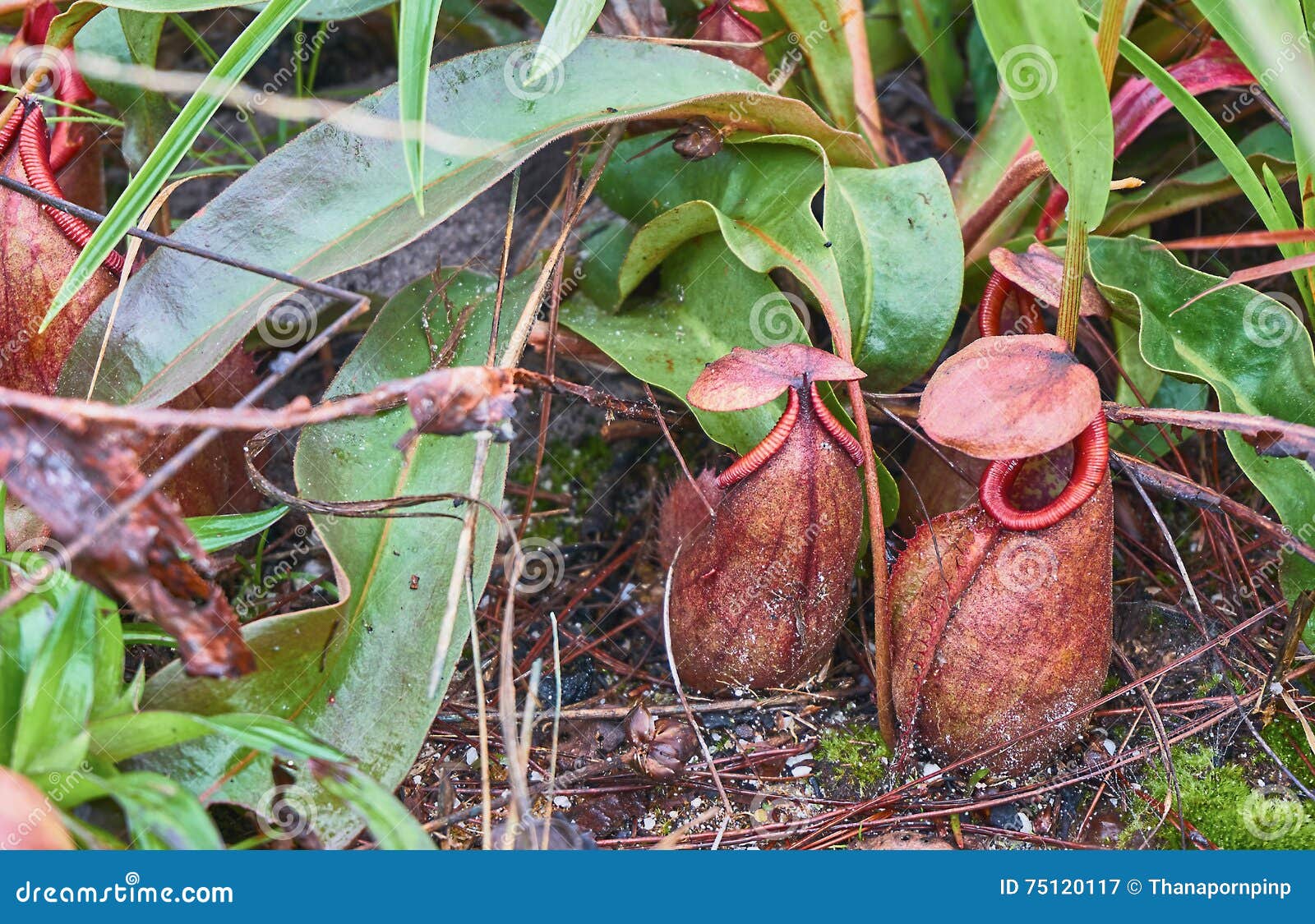 Tropical Pitcher Plant or Monkey Cup Stock Image - Image of plant ...