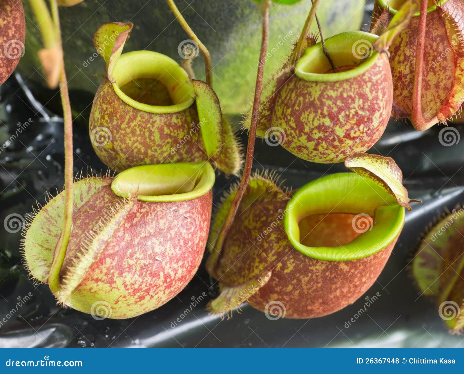 Tropical pitcher plants stock photo. Image of nepenthes - 26367948
