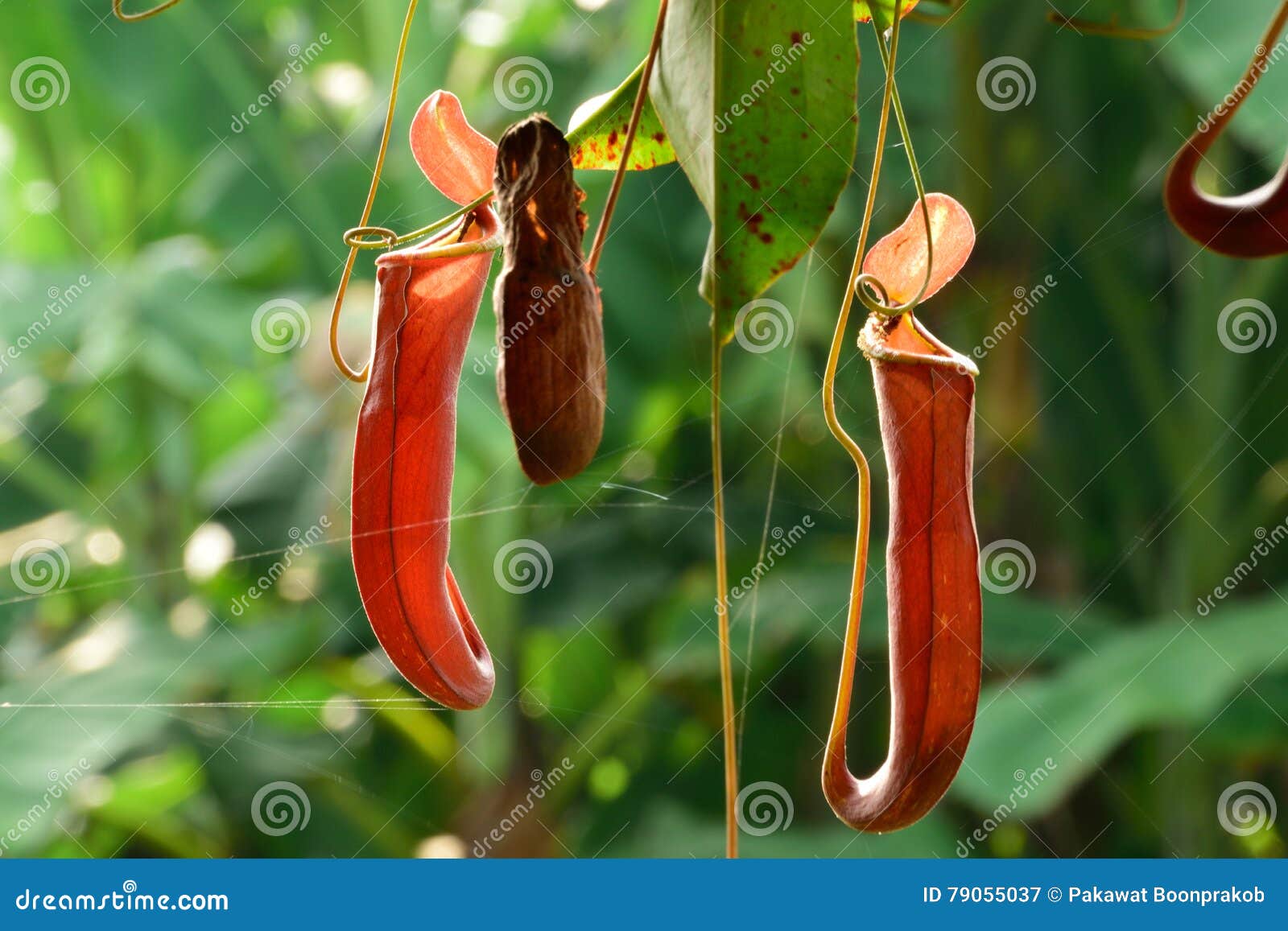 Tropical pitcher plants stock image. Image of insects - 79055037