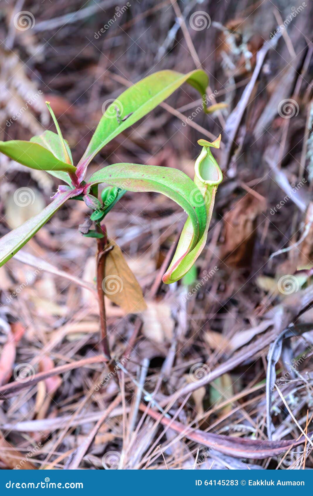Tropical Pitcher Plants in Forest Stock Image - Image of flower, jungle ...