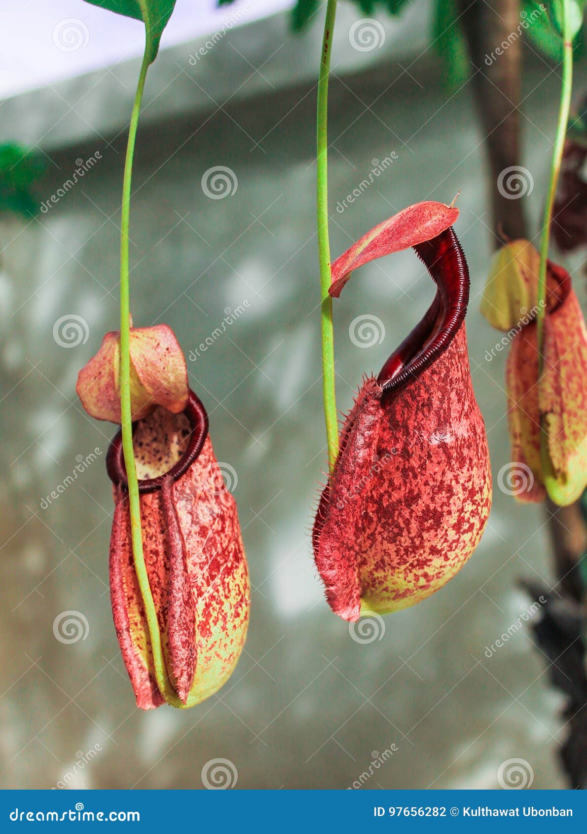 Tropical pitcher plants stock photo. Image of light, countryside - 97656282