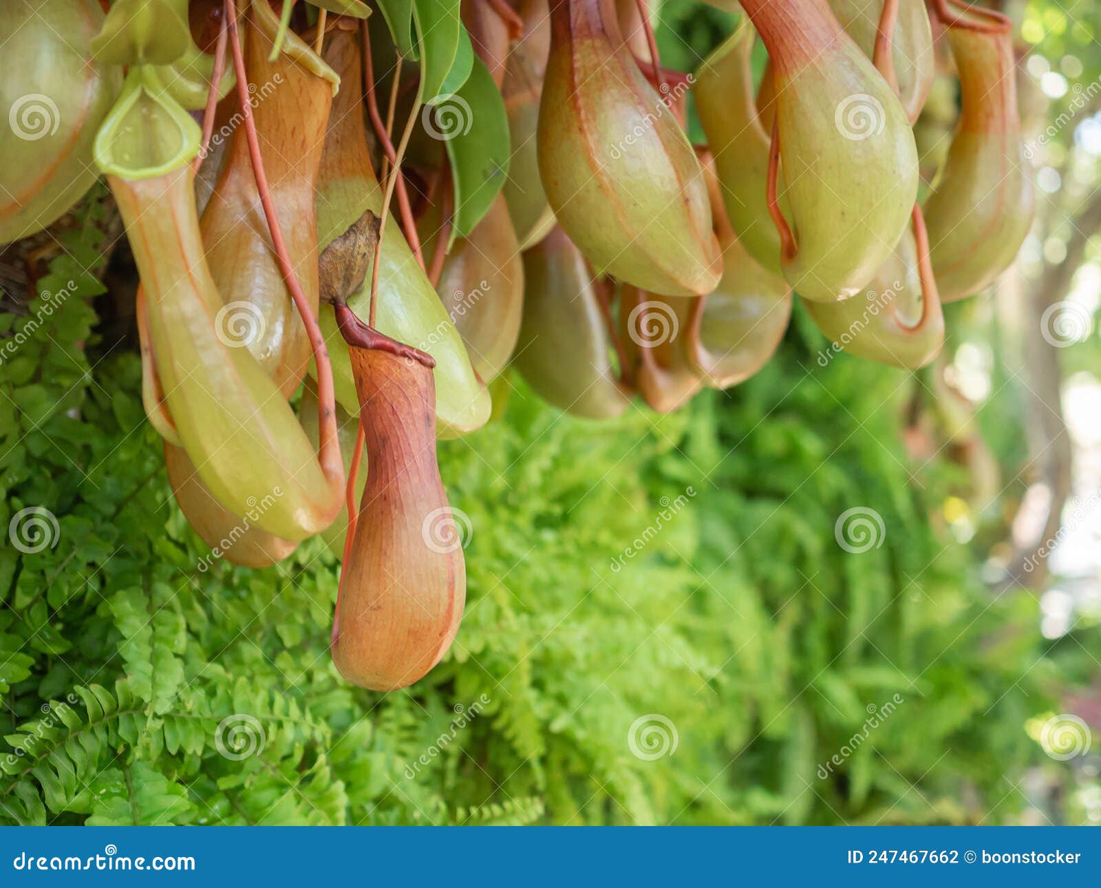 Tropical Pitcher Plants are a Genus of Carnivorous Plants in the Garden ...