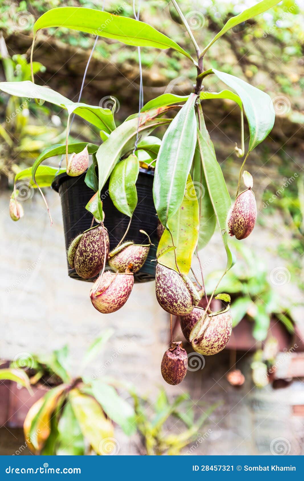Tropical Pitcher Plants or Monkey Cups Stock Image - Image of alata ...