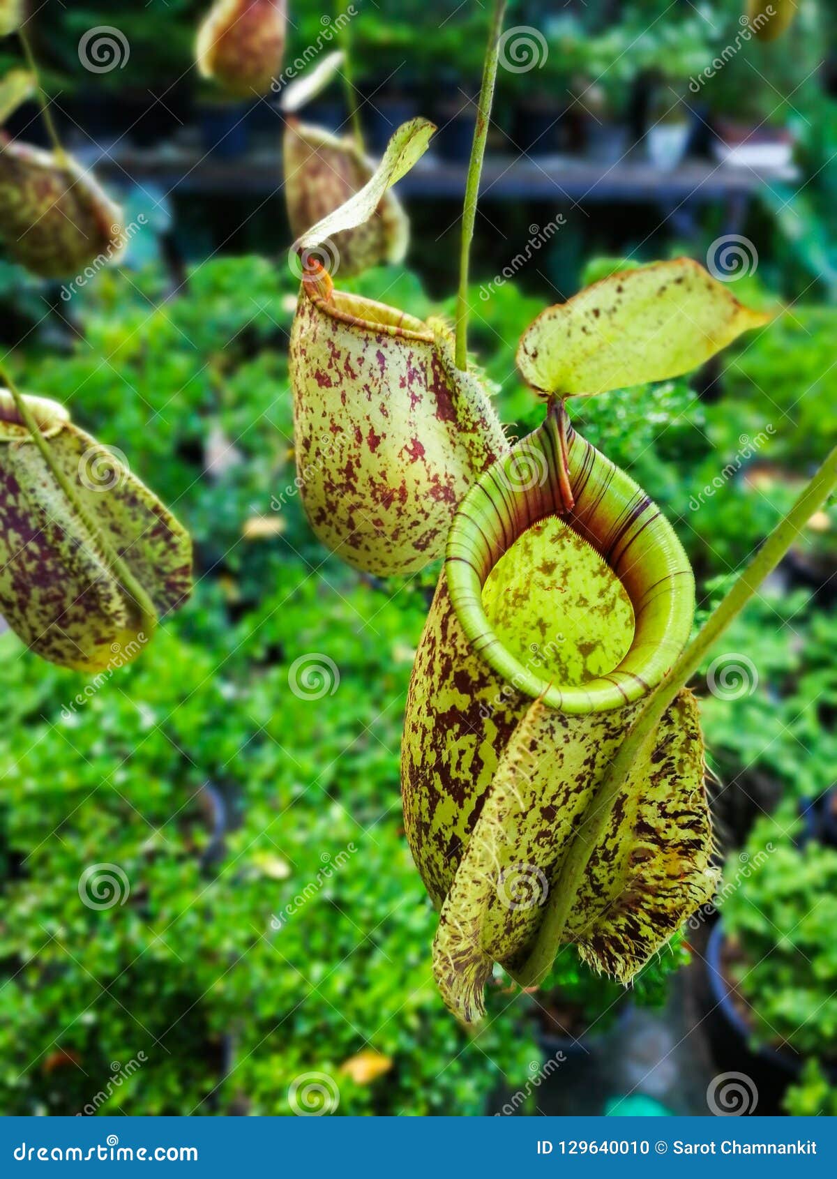 Tropical Pitcher Plants or Monkey Cups Nepenthes Stock Photo - Image of ...