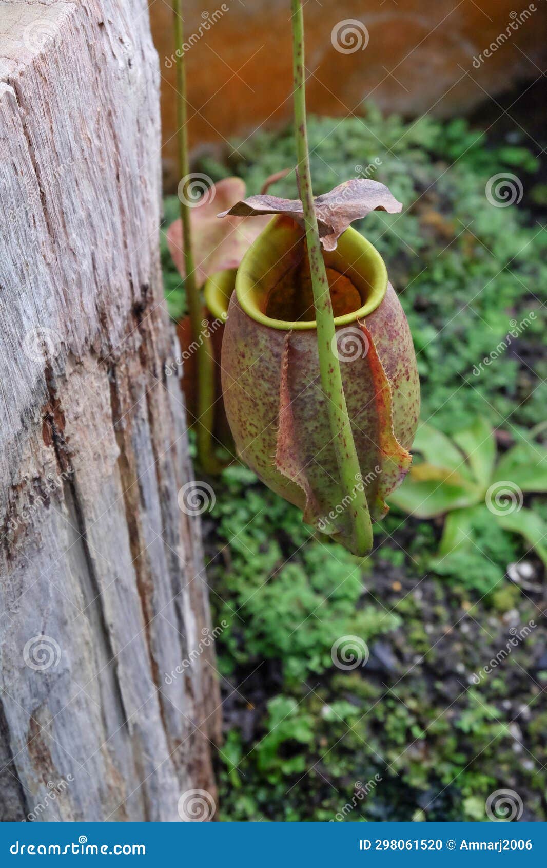 Tropical Pitcher Plants and Monkey Cups,Nepenthes. Stock Photo - Image ...