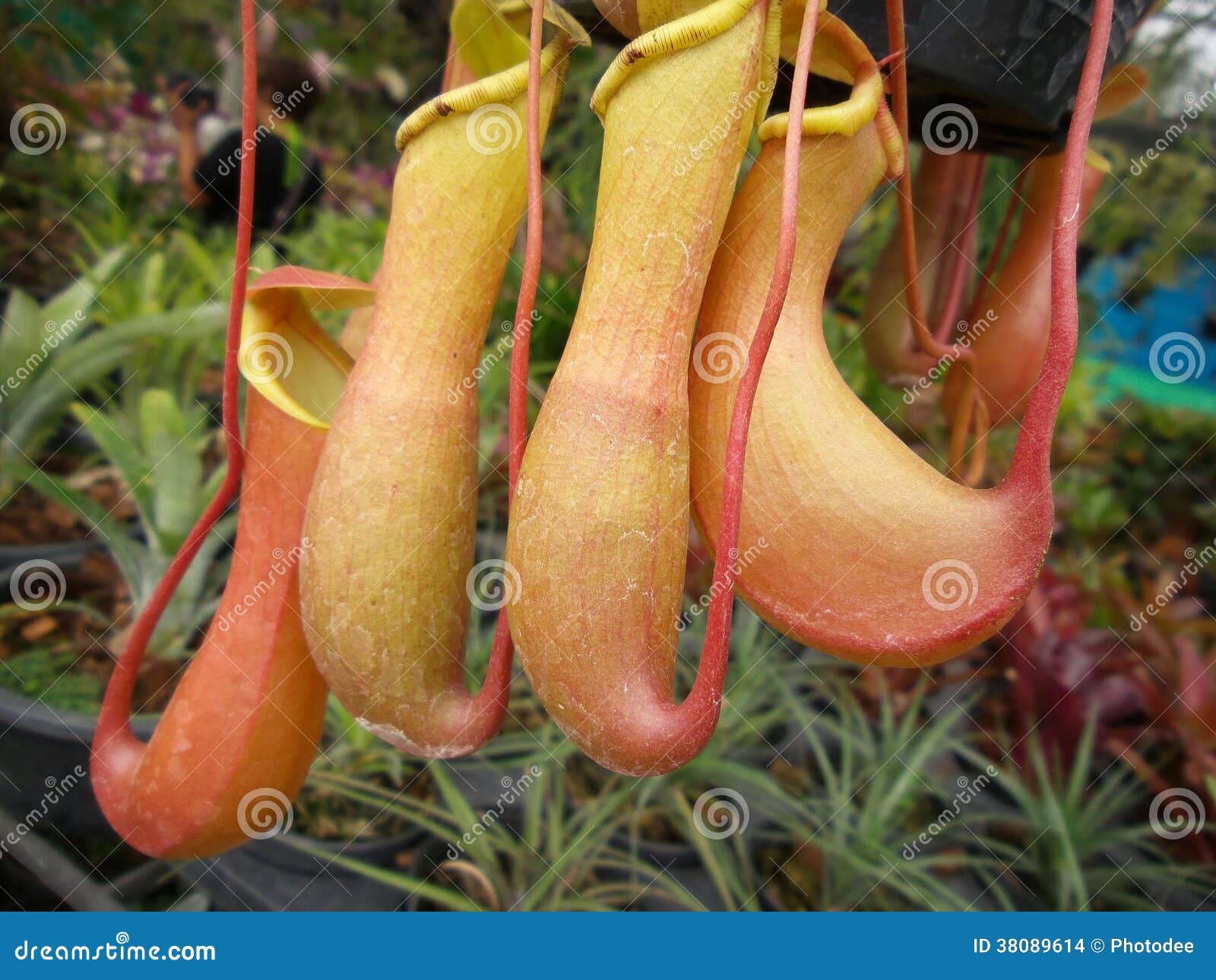 Tropical pitcher plants stock photo. Image of nepenthaceae - 38089614