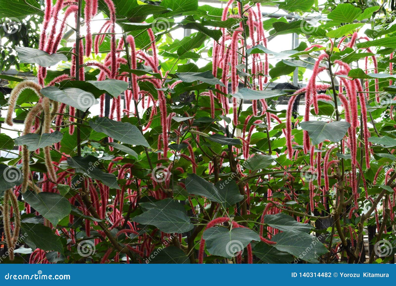 Acalypha hispida stock photo. Image of decorative, green - 140314482