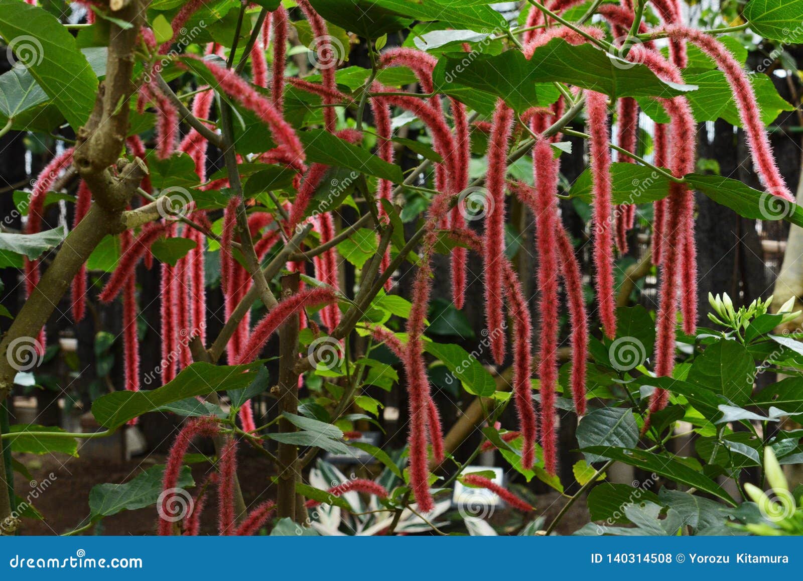 Acalypha hispida stock photo. Image of botanical, gardening - 140314508