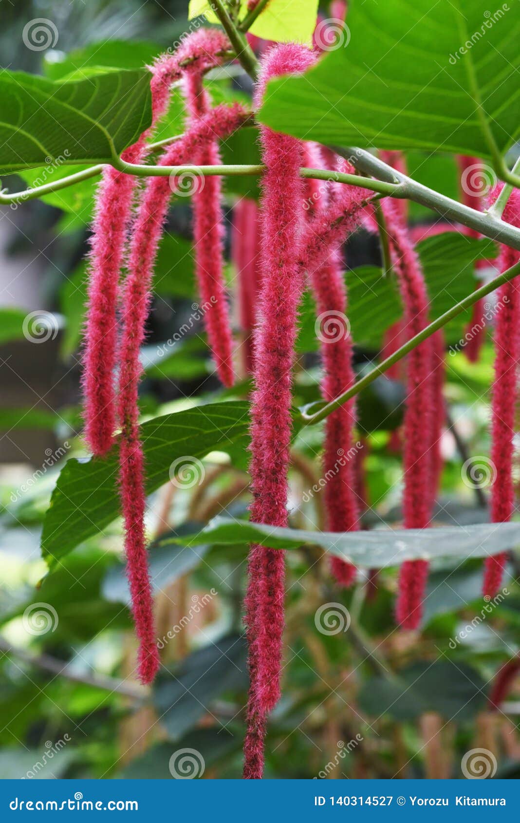 Acalypha hispida stock image. Image of chenille, blossom - 140314527