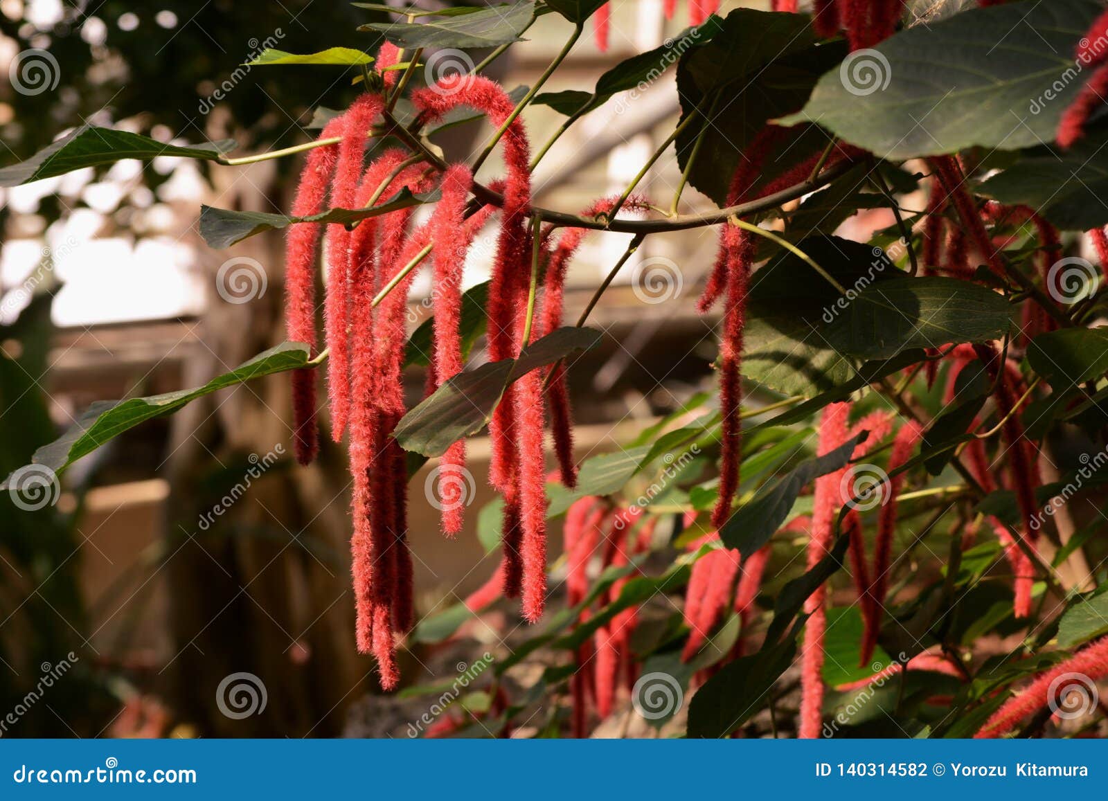 Acalypha hispida stock photo. Image of background, tail - 140314582