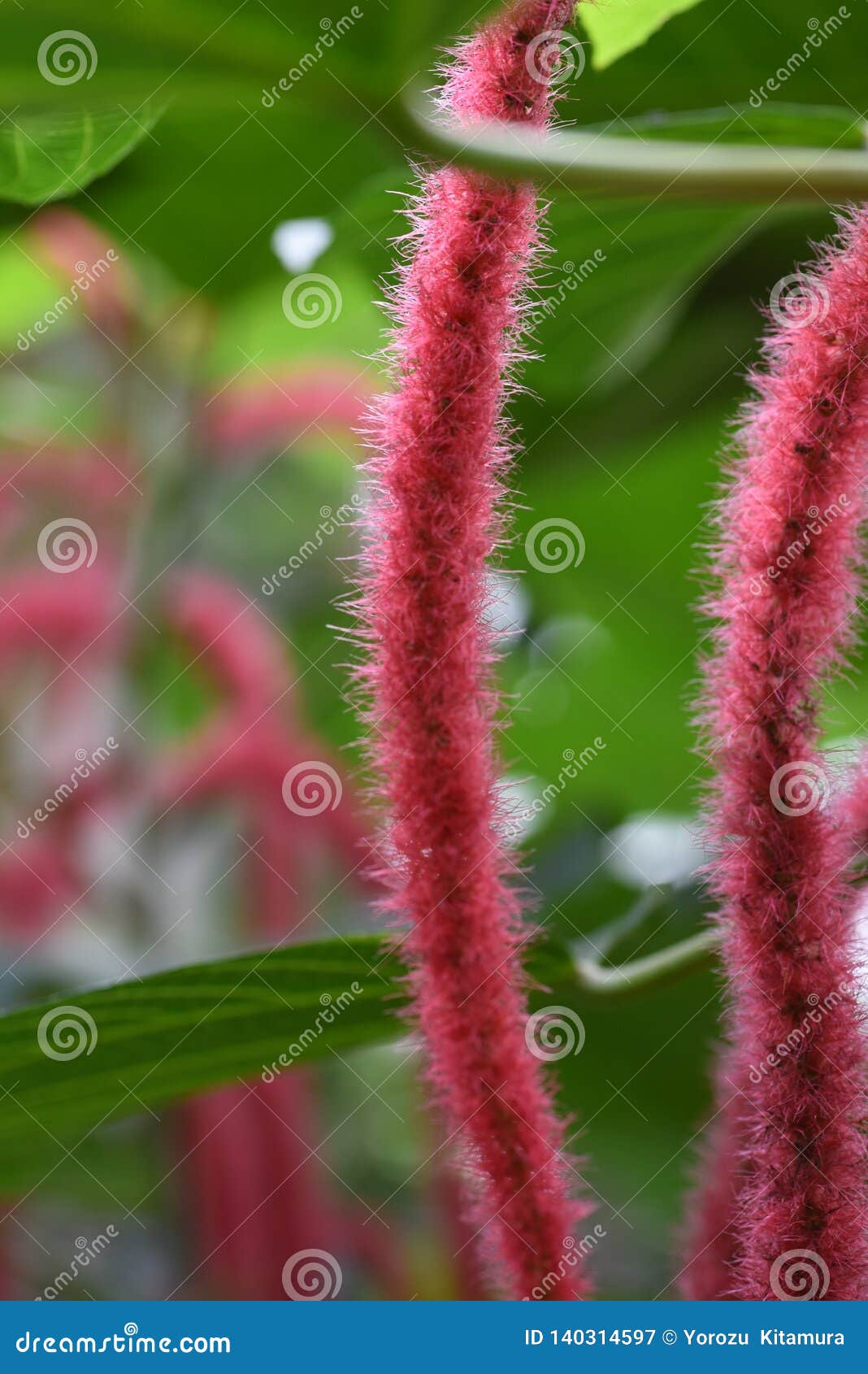 Acalypha hispida stock image. Image of garden, bloom - 140314597