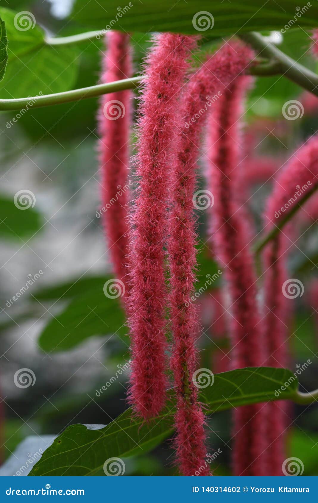 Acalypha hispida stock photo. Image of flower, bright - 140314602