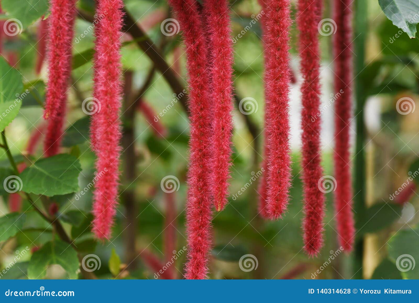 Acalypha hispida stock photo. Image of color, plant - 140314628