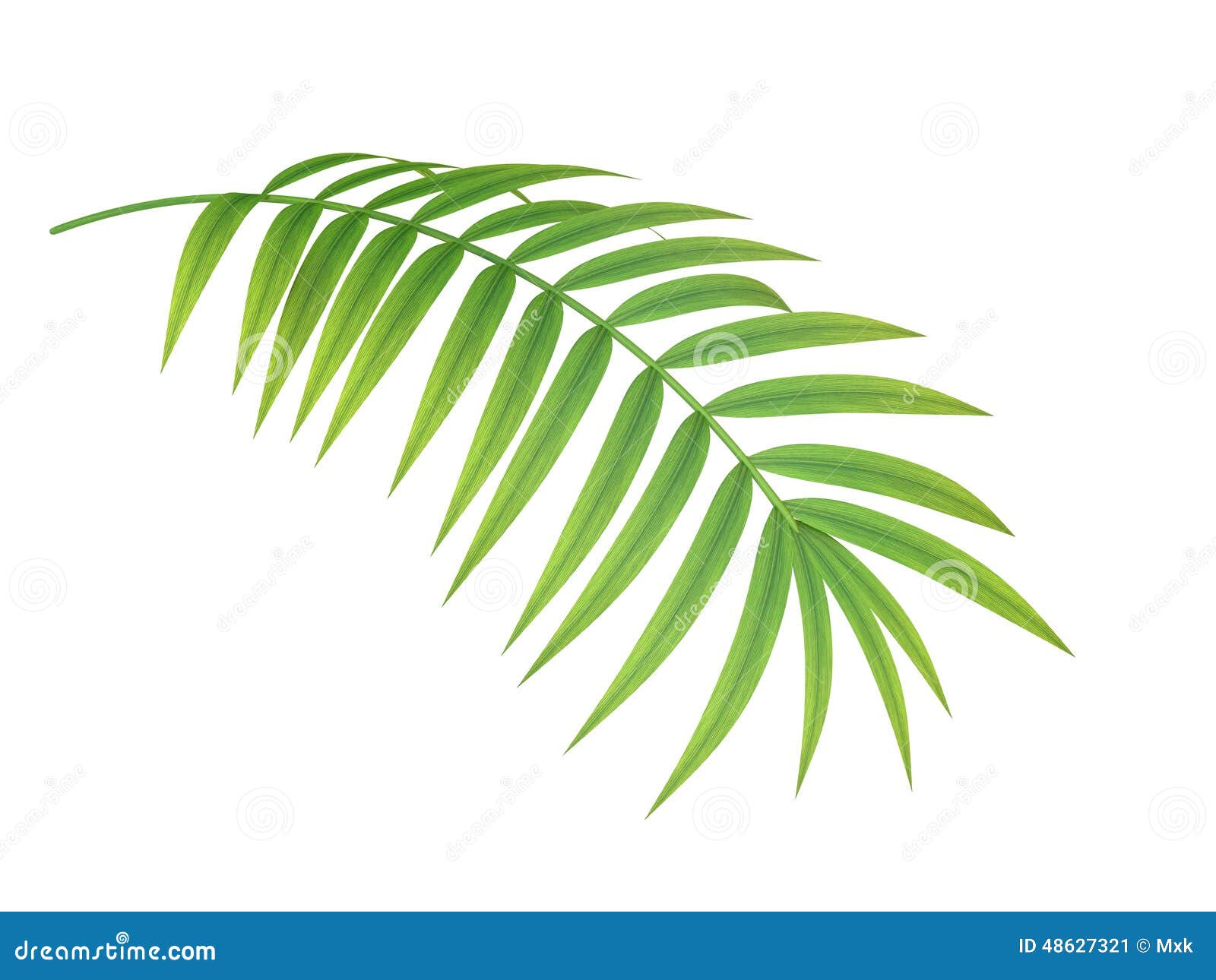 Tropical plant branch stock image. Image of branch, bamboo - 48627321