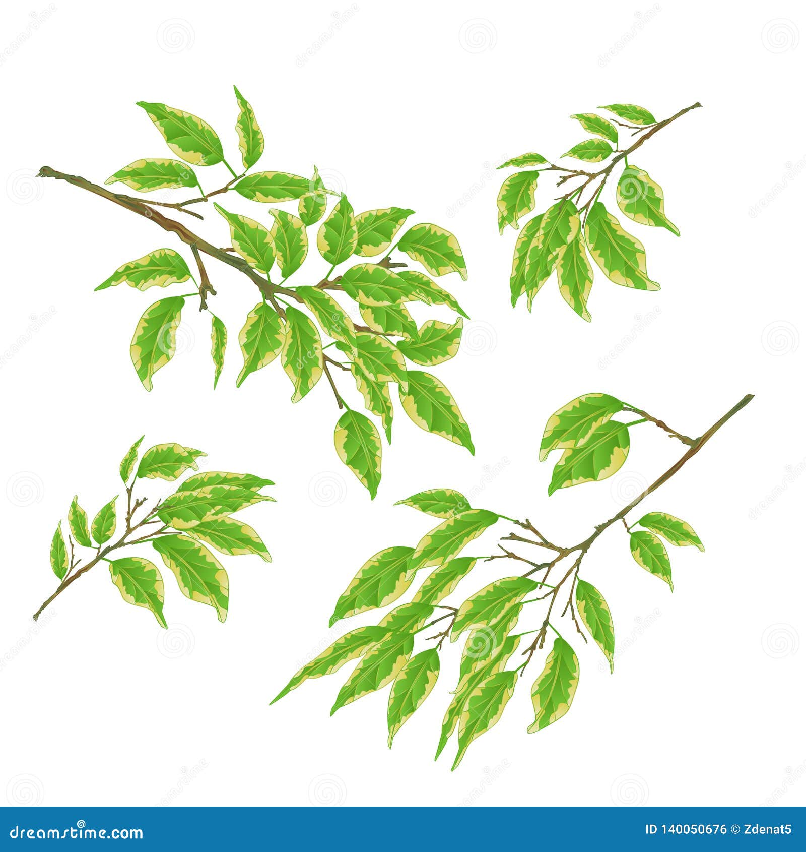 Tropical Plant Branches Ficus Benjamina Variegated Ficus Nature Background Vintage Vector