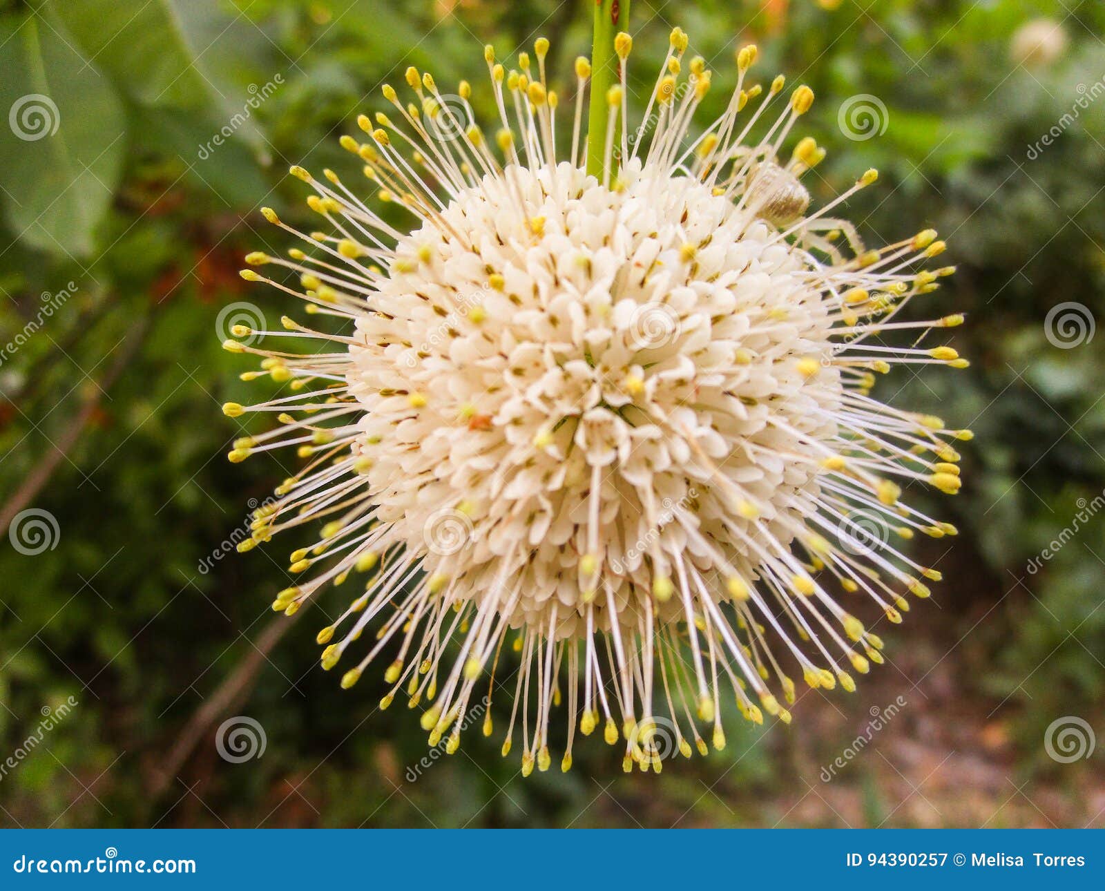 Tropical Plant bulb stock image. Image of tropical, summer - 94390257