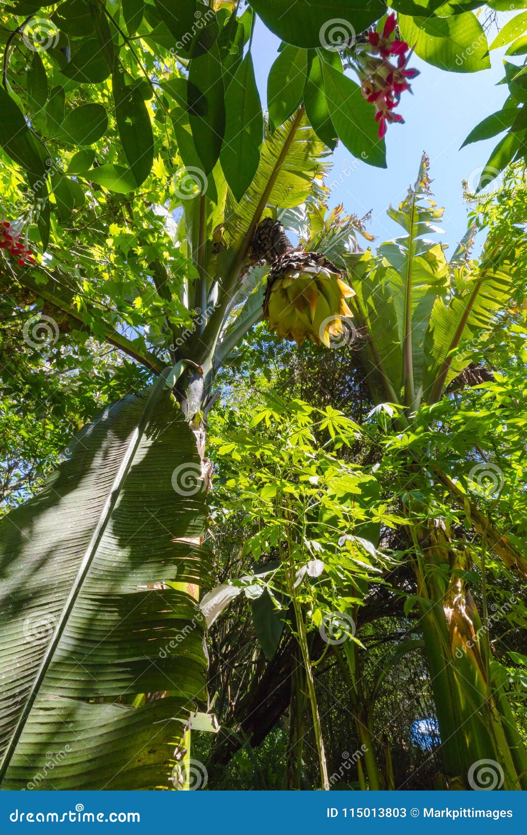 Tropical plant Ecuador stock image. Image of plant, botanical - 115013803