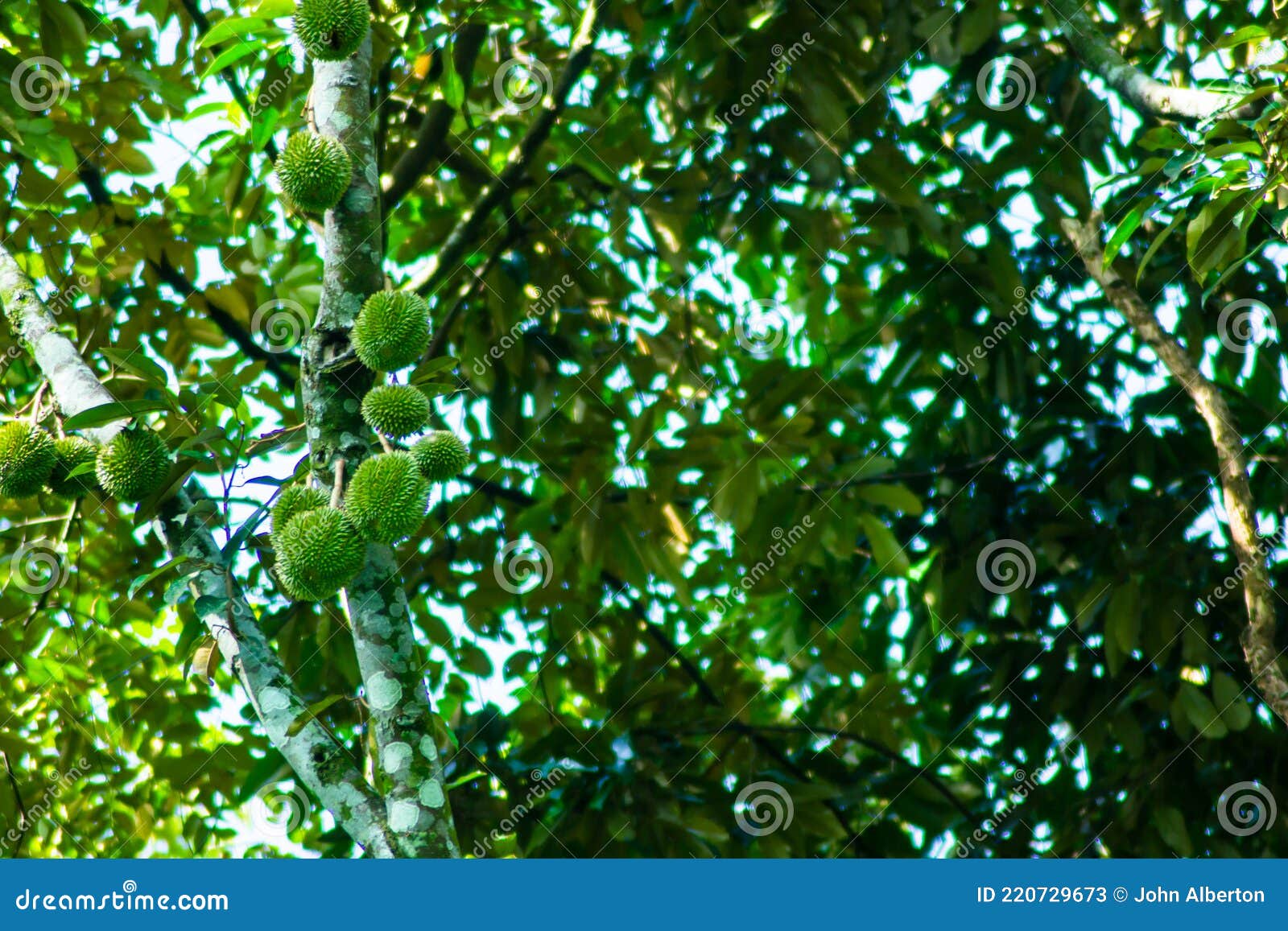 Durian tree in the forest stock image. Image of grass - 220729673