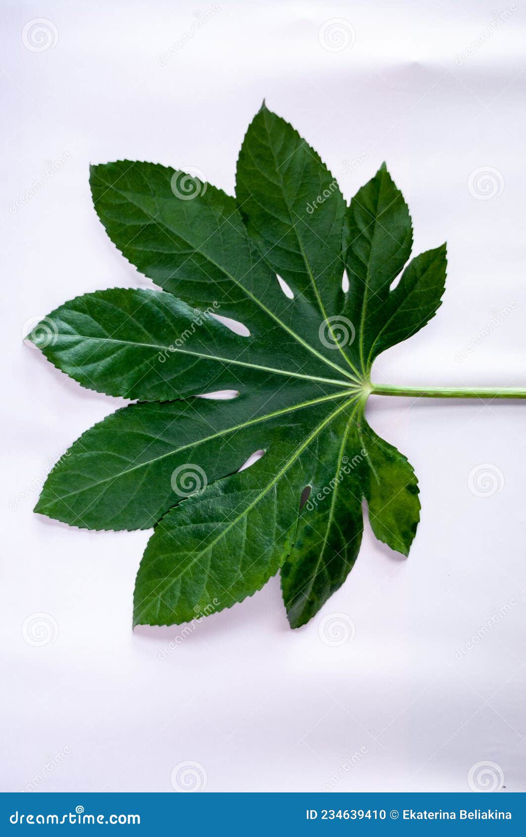 Tropical Plant Large Green Aralia Leaf on a Light Background Stock ...