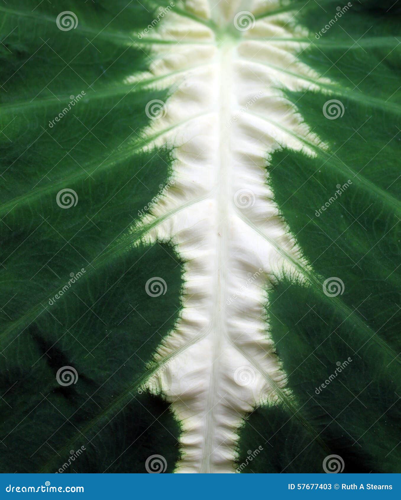 Tropical Plant Leaf Abstract Stock Image - Image of abstract, plants ...
