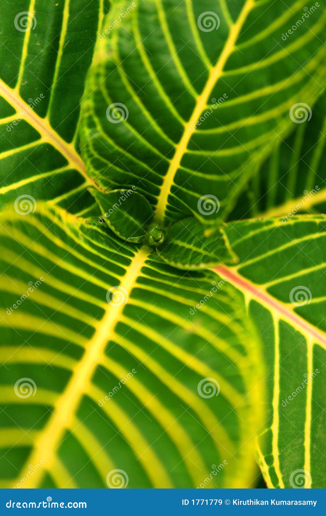 Tropical Plant Leaf Texture (center) Stock Image - Image of planta ...