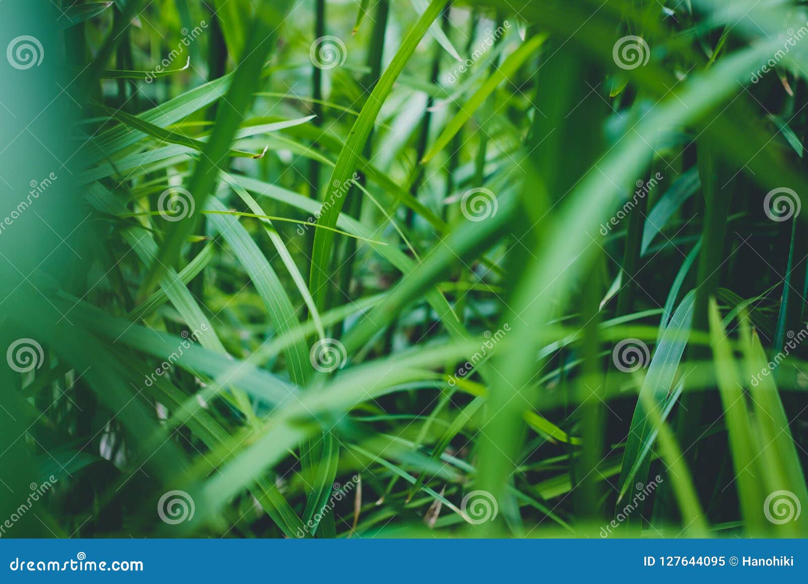 Inside Rainforest, Tropical Forest, Jungle Landscape Stock Photography ...