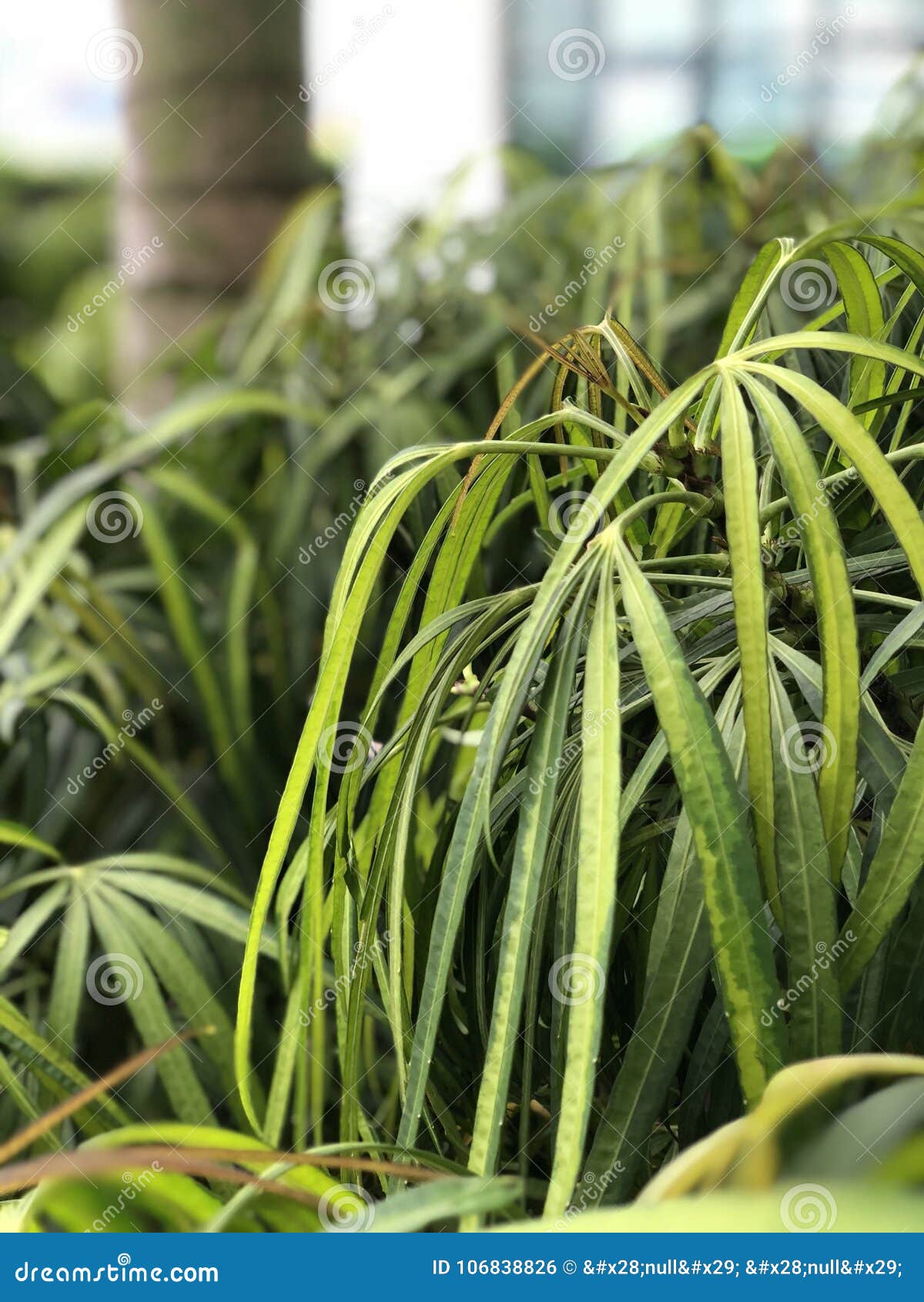Tropical plant stock photo. Image of plant, leaves, tropical - 106838826