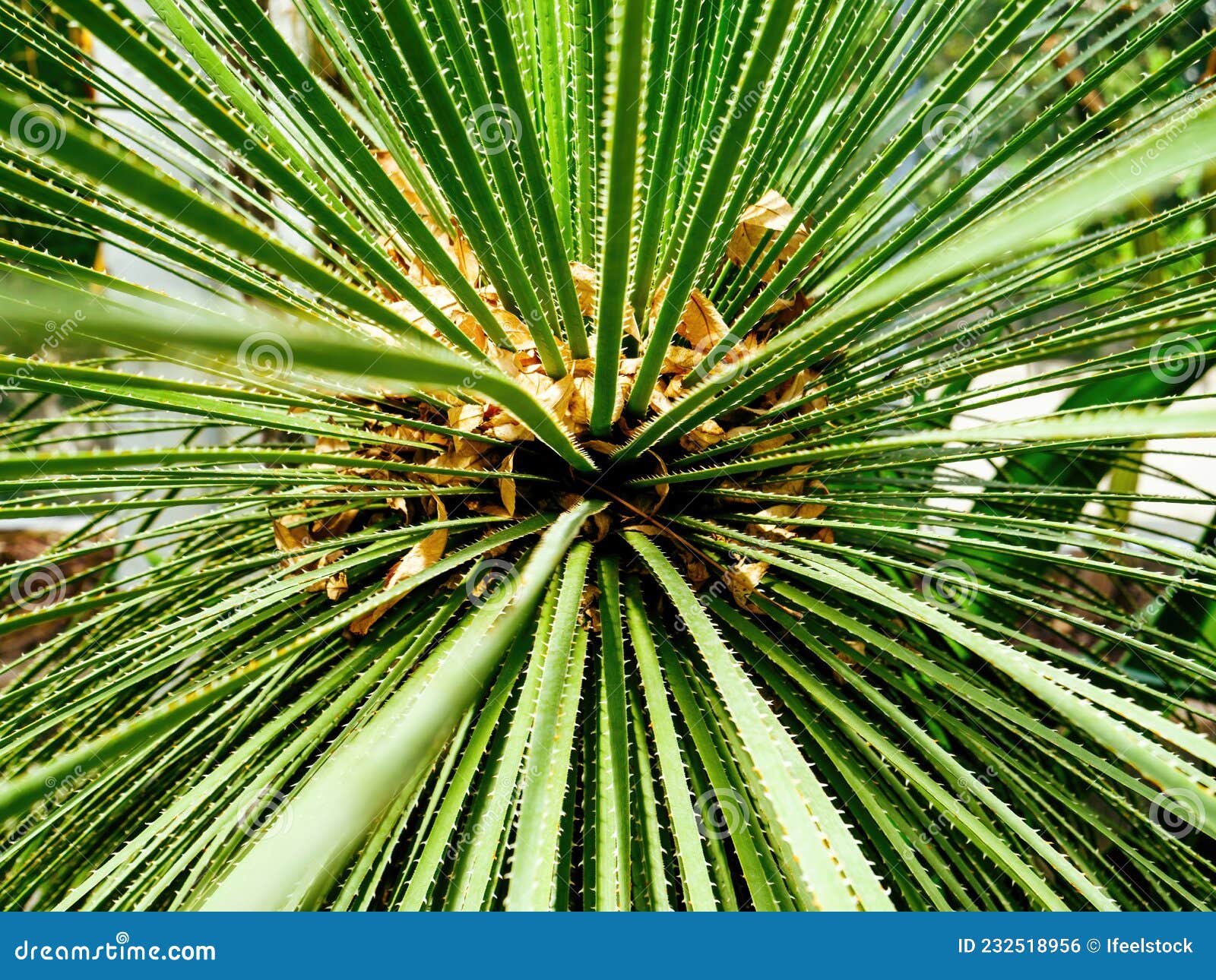 Tropical Plant with Multiple Branches Stock Photo - Image of blue ...