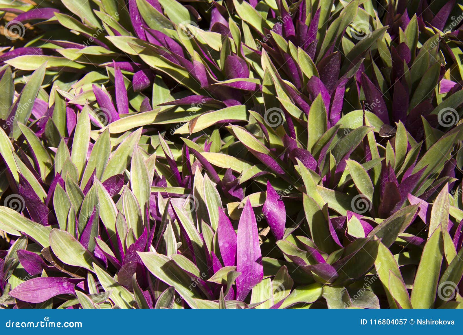 Tropical Plant with Purple Leaves Stock Image - Image of bromeliad ...