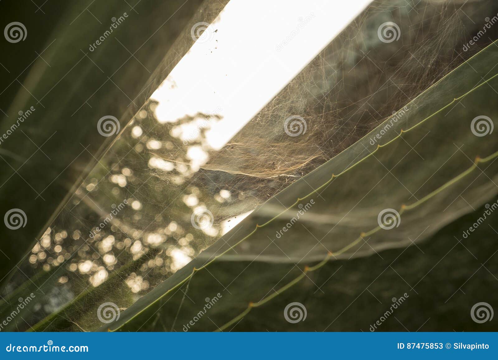 Tropical Plant with Spider Web Stock Image - Image of green, orange ...