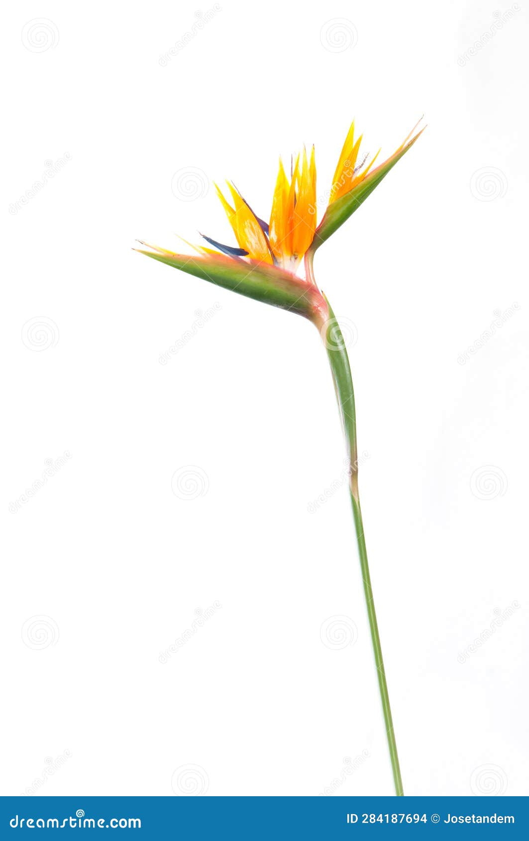 Tropical Plant Strelitzia with Colors Stock Photo - Image of botanic ...