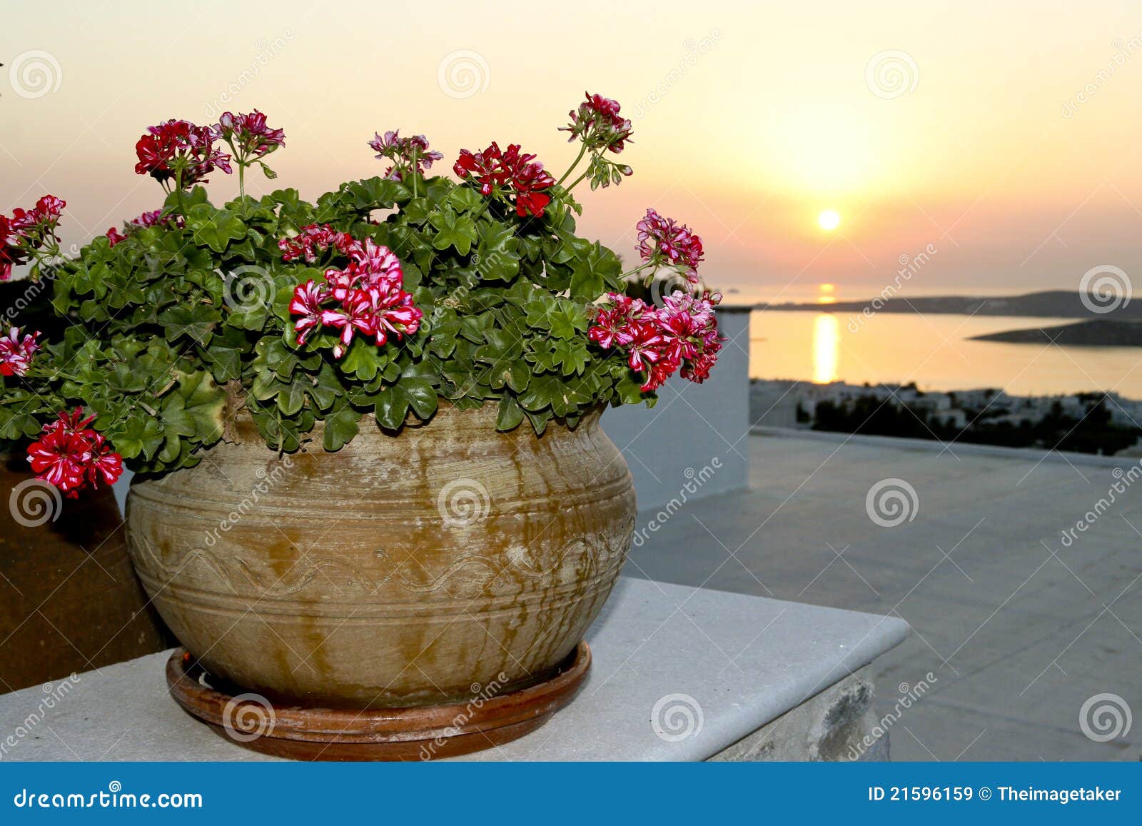 Tropical plant at sunset stock image. Image of ourdoors - 21596159