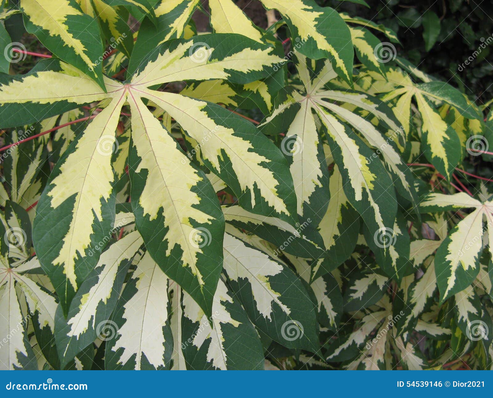 Tropical plant: tapioca stock photo. Image of leaf, tropical - 54539146