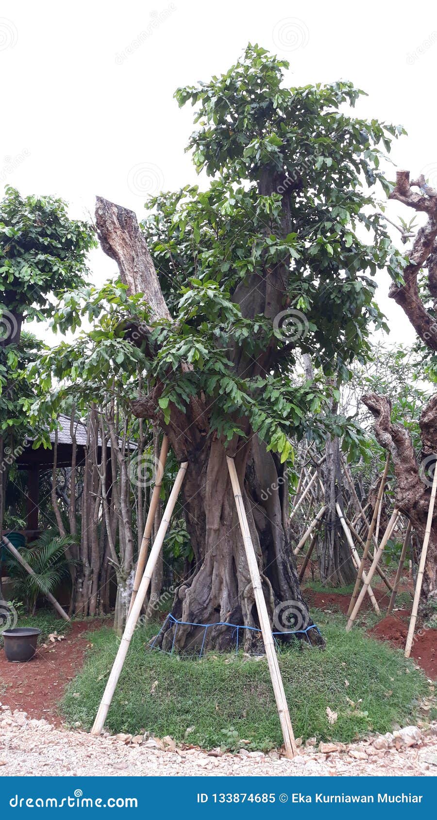 Landscape Jakarta stock image. Image of plant, landscape - 133874685