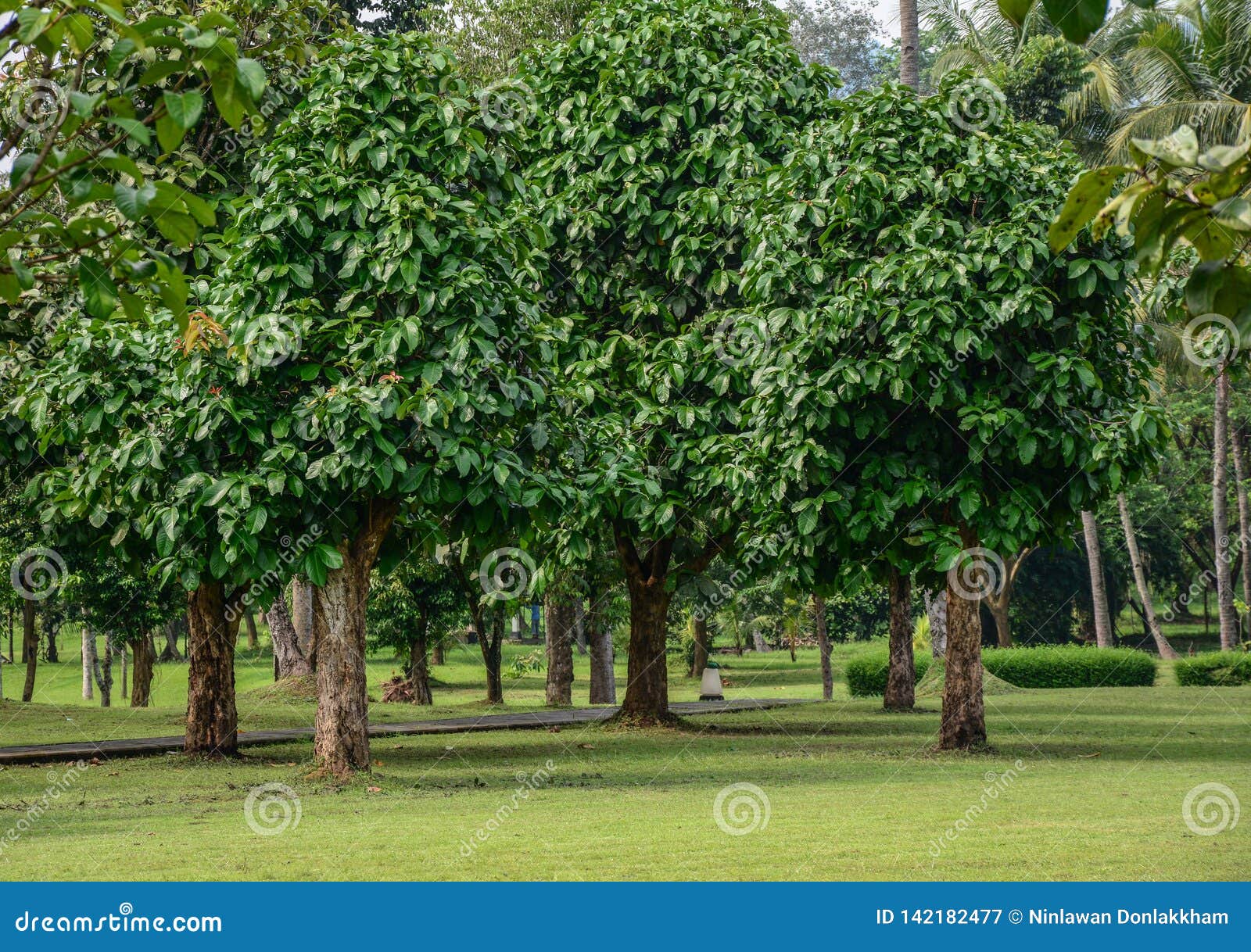 Tropical Plantation on Java Island, Indonesia Stock Image - Image of ...