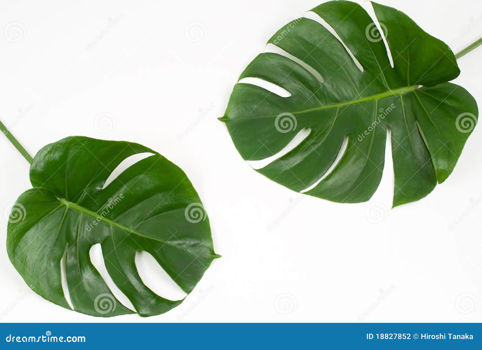 Tropical plants stock photo. Image of white, leaf, leaves - 18827852