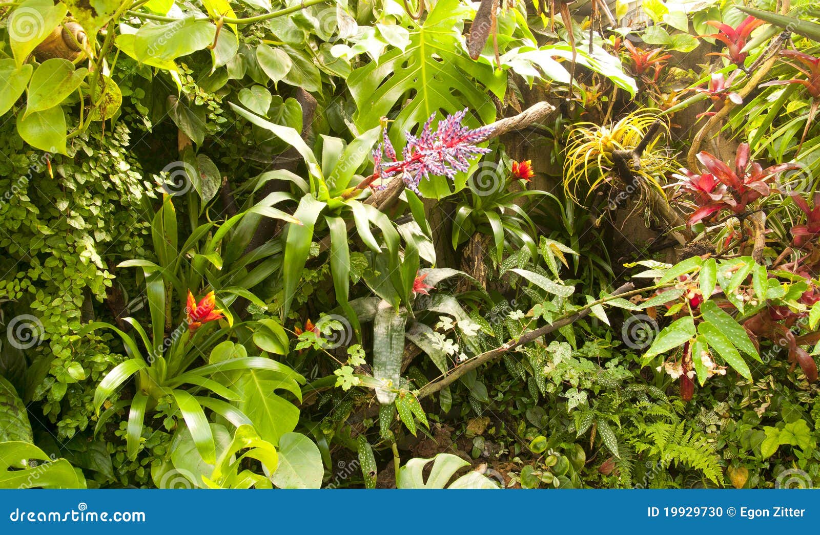 Tropical plants stock photo. Image of botany, leaf, plants - 19929730
